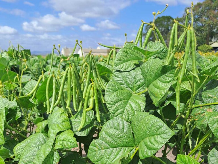 For Growers – Australian Mungbean Association