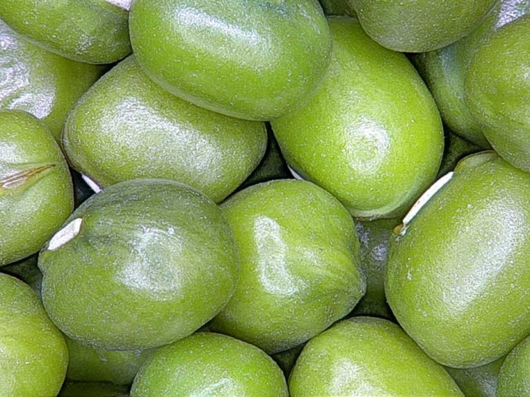For Growers – Australian Mungbean Association